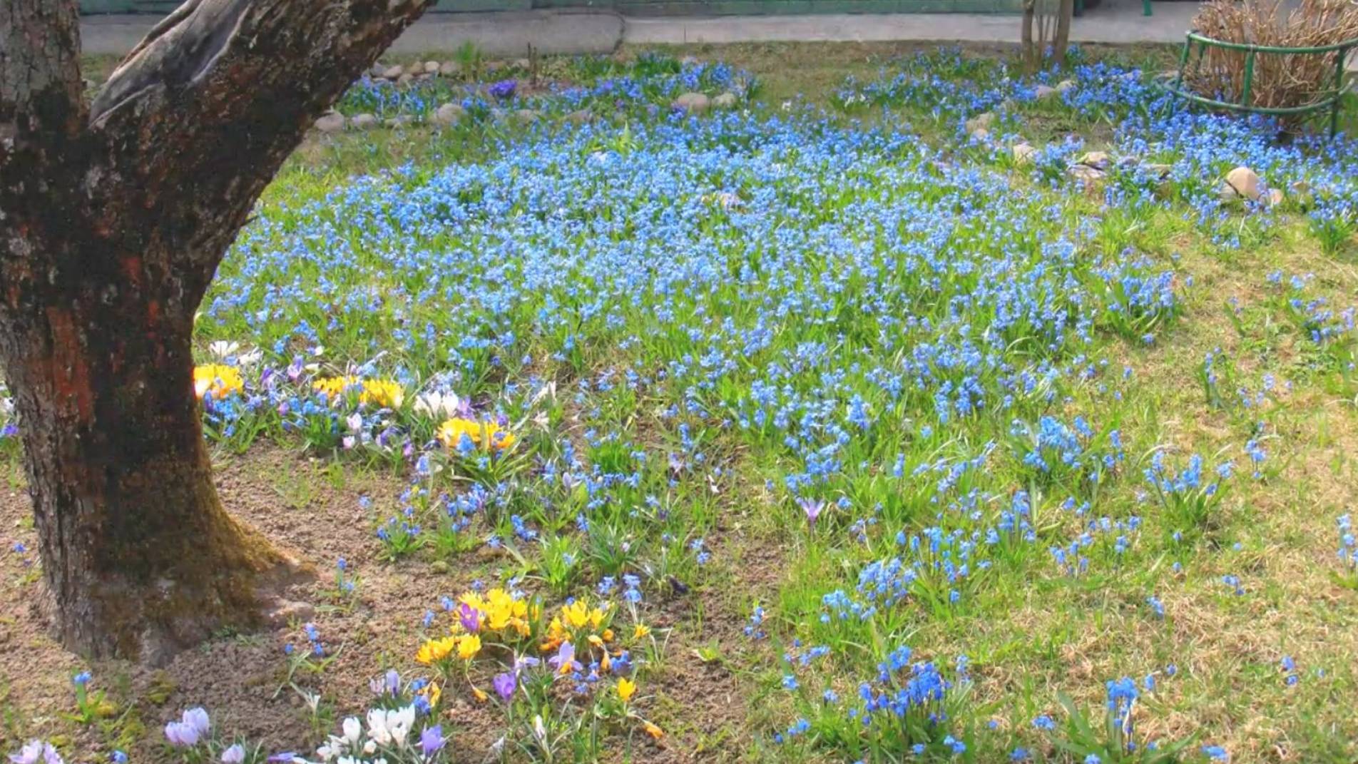 День Подснежника в Косино