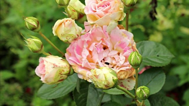 Мои неправильные способы черенкования роз на юге России