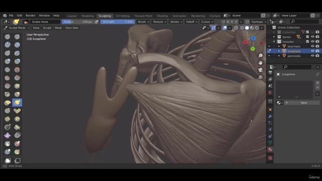 2. Anatomy The Upper Body 04 - Biceps