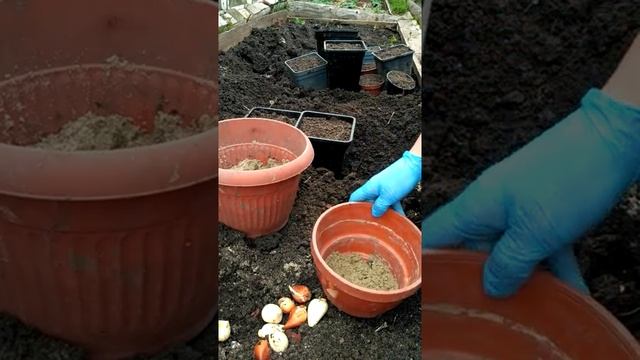 ТЮЛЬПАНЫ ПОД ЗИМУ В ГОРШКИ | ЦВЕТУЩИЕ БУКЕТЫ ВЕСНОЙ НА ТЕРРАСЕ