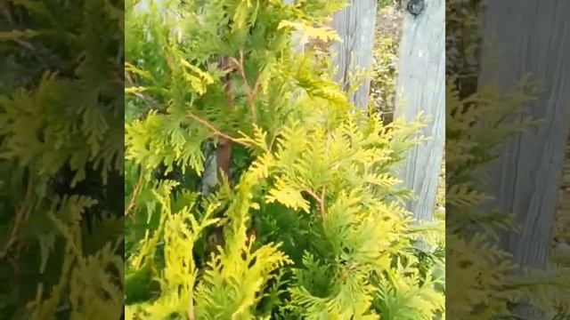 ОБЯЗАТЕЛЬНО ПОСАДИТЕ ЭТИ ТУИ НА ДАЧЕ  |  НЕПРИХОТЛИВЫЕ И КРАСИВЫЕ