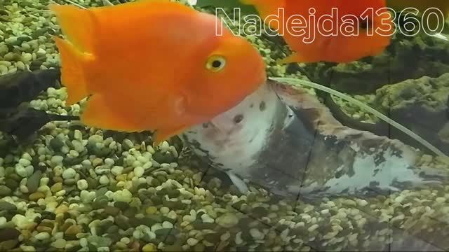 Подводный мир!