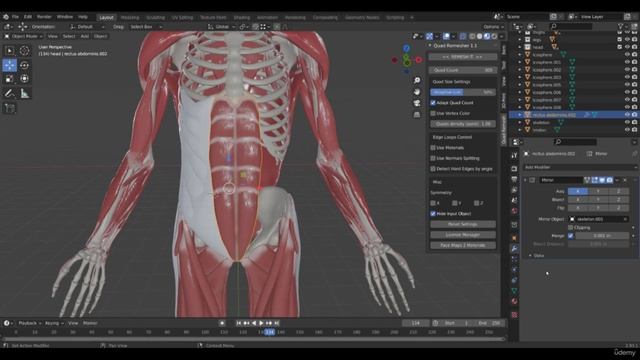 2. Anatomy The Upper Body 16 - External Obliques Part 2