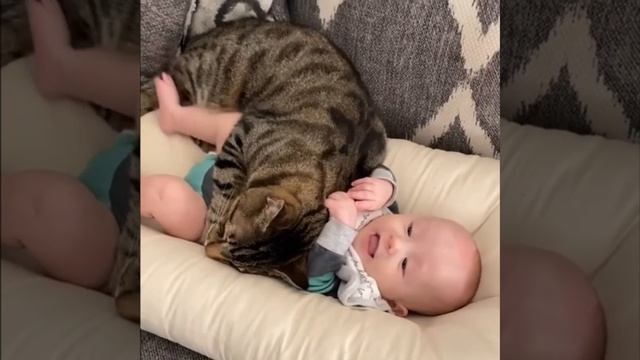 Кот телохранитель