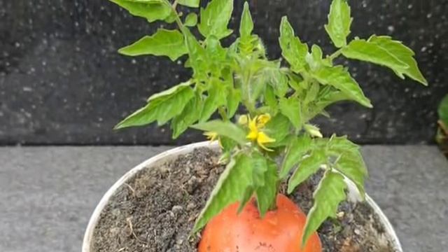 Самый простой процесс выращивания помидоров в горшке_converted