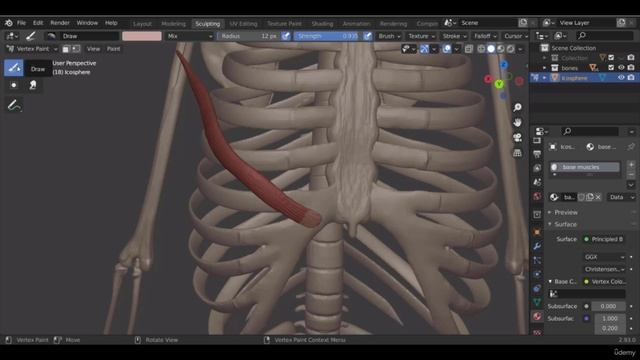 2. Anatomy The Upper Body 01 - Pectoralis Part 1 Sculpting the chest muscles
