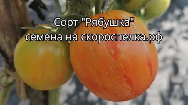 Из СССР народной селекции полосатый томат "Рябушка" Для консервации - мечта Семена тут