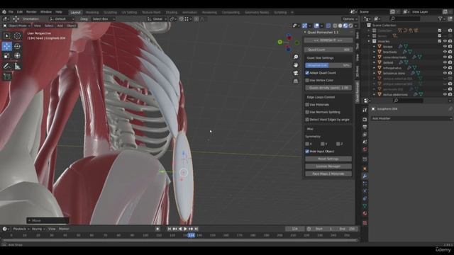 2. Anatomy The Upper Body 15 - External Obliques