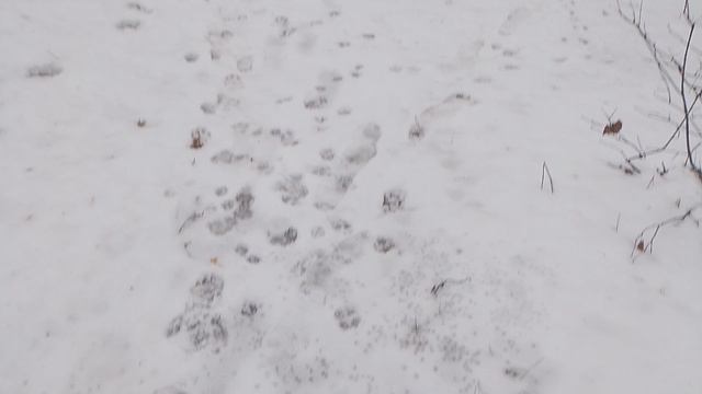 Спасаем шишигу Сани. Долбим дорогу на лево повал