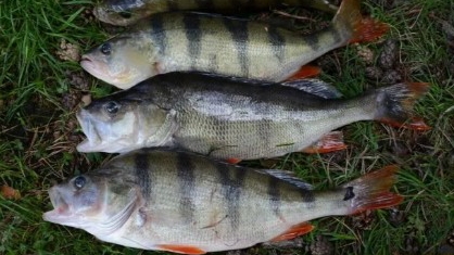 уловистая снасть на окуня