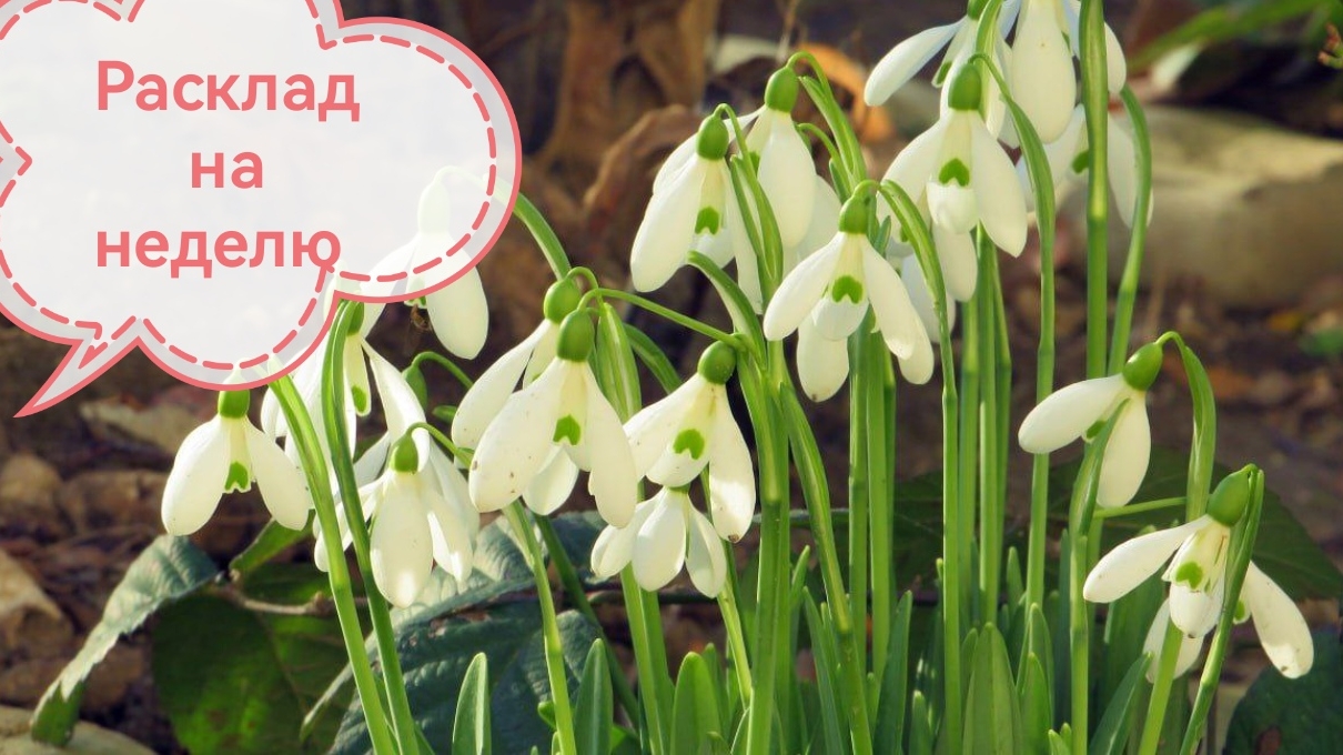 Расклад на неделю.