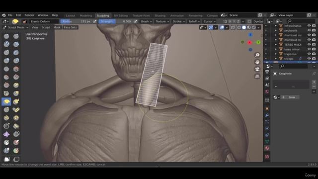 2. Anatomy The Upper Body 19 - Sternocliedomastoid a large neck muscle