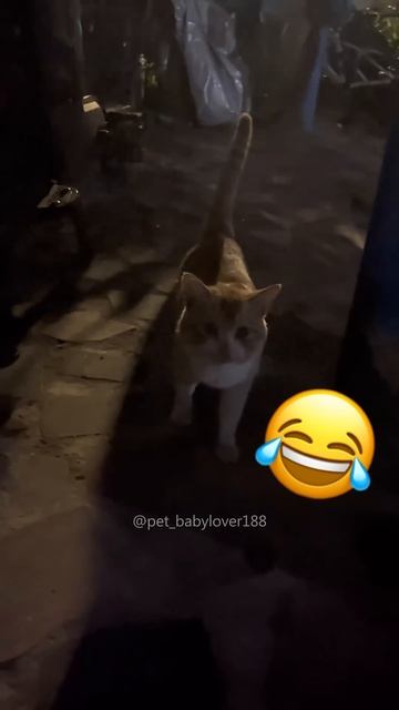 Funny Pets I 2024😂 Funny Dogs And Funny Cats Videos 🐱 🐕 😄 #165