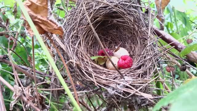 Гнездо зарянки в кустах малины