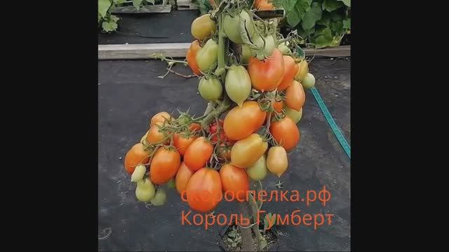 Старинный томат "Король Гумберт" 1870 года Суперурожайный необычной формы Семена у нас на сайте.