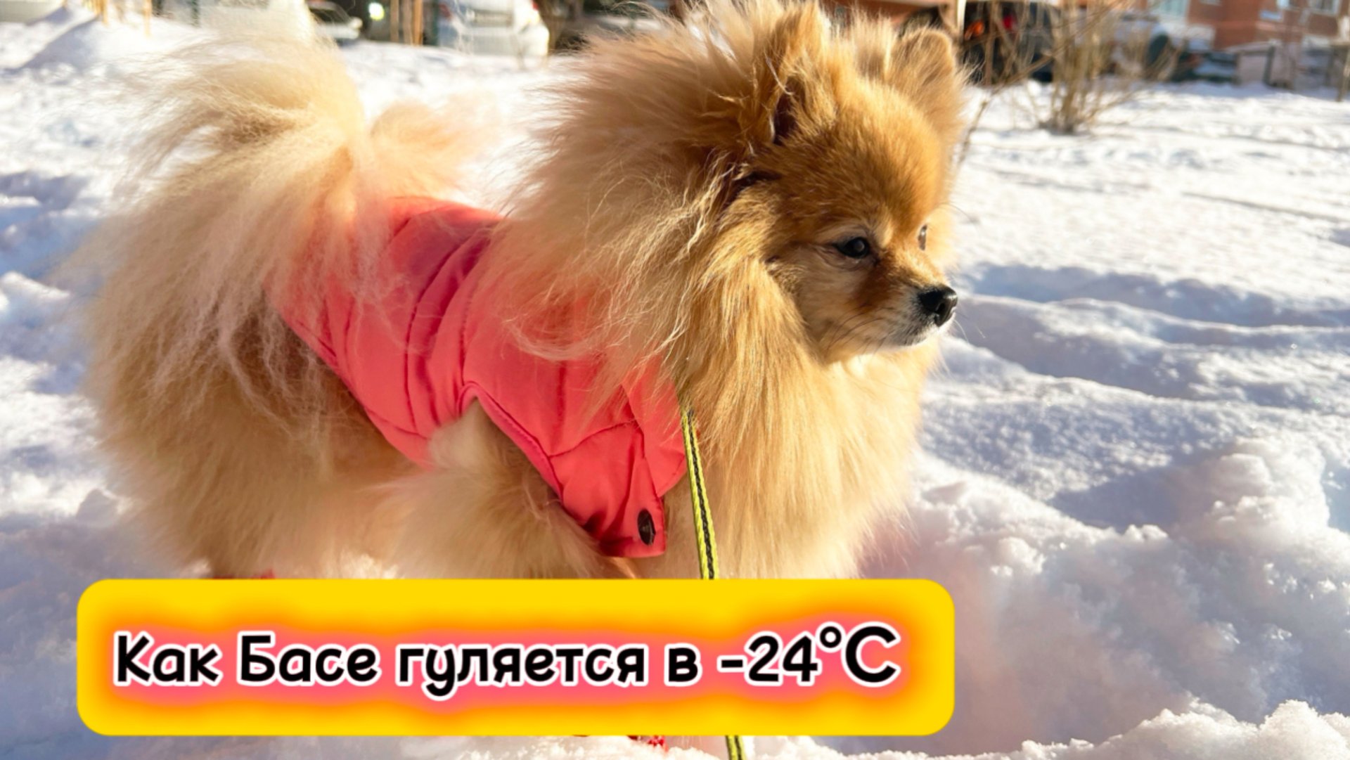 Как Басе гуляется в -24°C