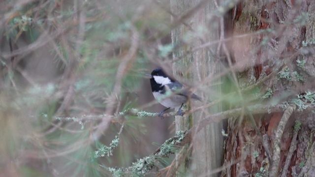 Как поет птица московка. Голос московки.