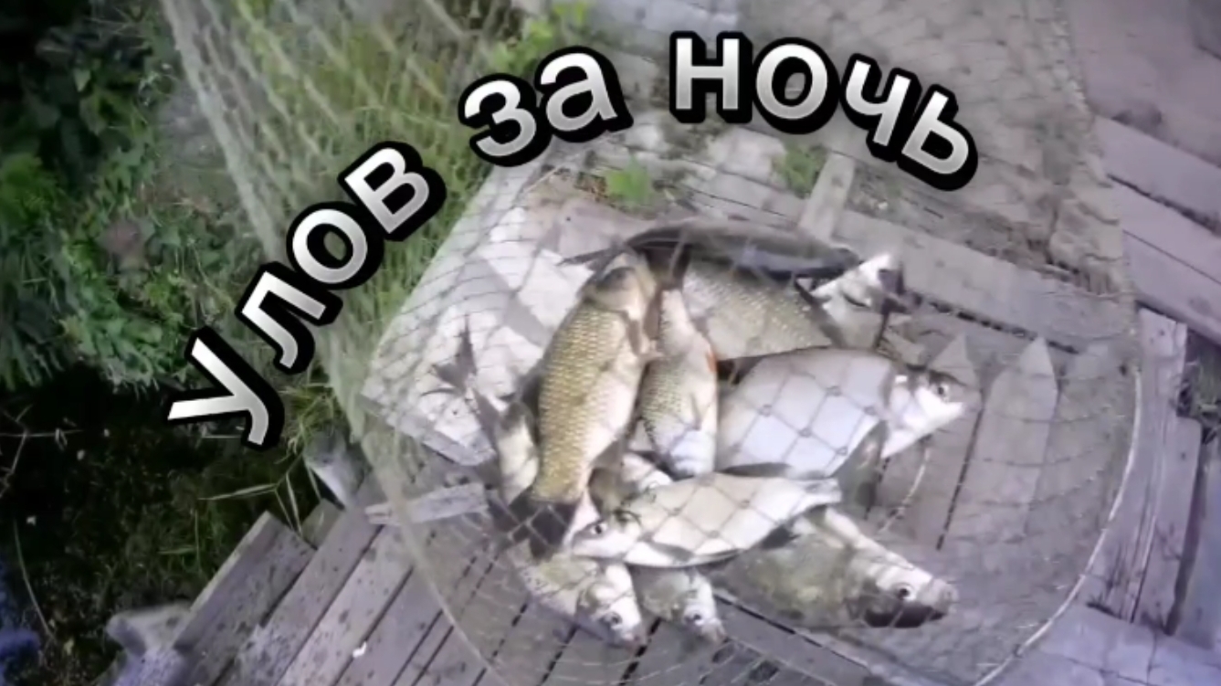 Такой ночной улов сегодня