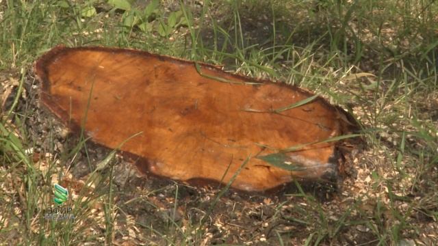 2021.07.27   Мегион   Незаконный спил, Новая 3