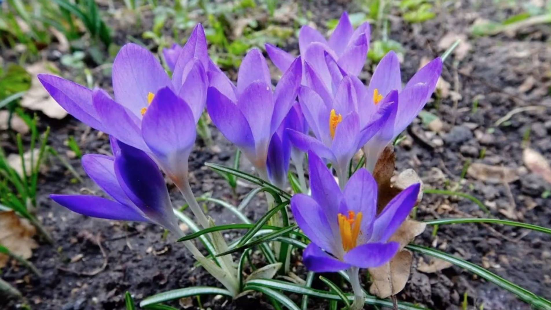 День Подснежника в Косино- часть 2