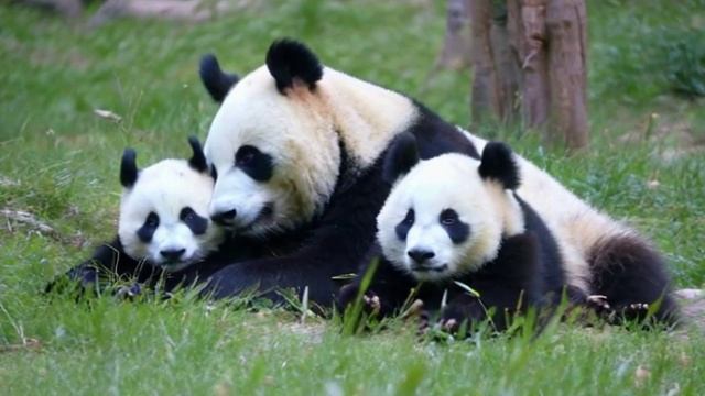 🐼🌙Нежная музыка для сна. Мечты панды: Материнская любовь 🐼🌙