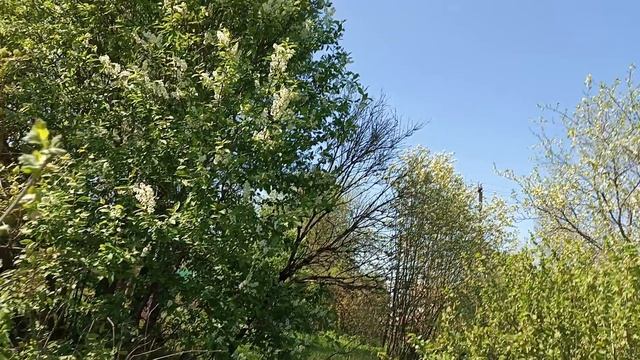 30 апр. 2024 г. Все цветет