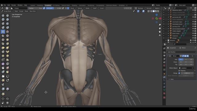 2. Anatomy The Upper Body 14 - Rectus Abdominis