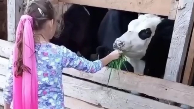 Кормили Телят зелёной травой.
На обратном пути встретили...