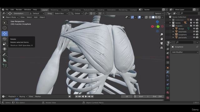 2. Anatomy The Upper Body 05 - Coracobrachialis