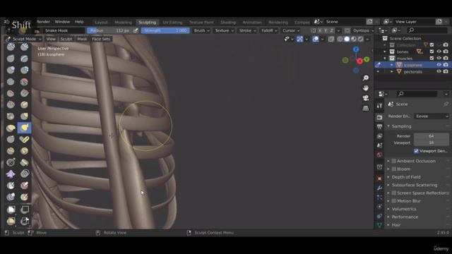 2. Anatomy The Upper Body 03 - Brachialis