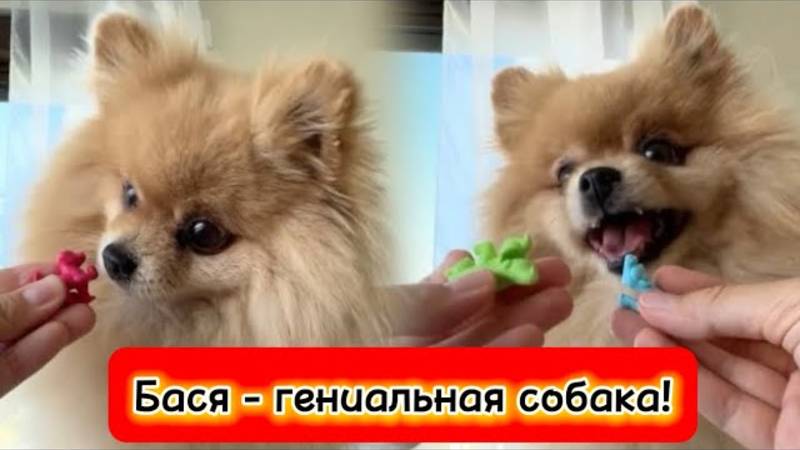 Бася - гениальная собака!