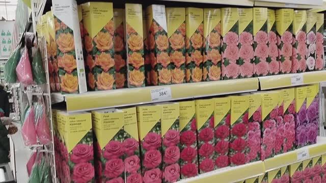 2025 год. Розы в Леруа Мерлен (Лемана Про)