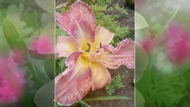 НОВЫЕ ЛИЛЕЙНИКИ НА МОЕЙ ДАЧЕ В ПОДМОСКОВЬЕ.