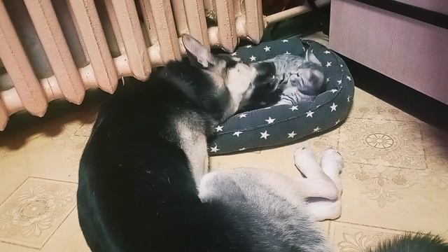 Первая встреча нашей собаки с котёнком - знакомство