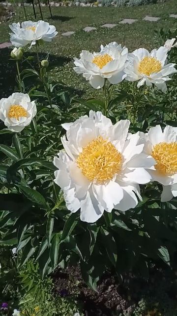 ПЕРВОЕ ЦВЕТЕНИЕ ПИОНА MOON OF NIPPON НА МОЕЙ ДАЧЕ В ПОДМОСКОВЬЕ.