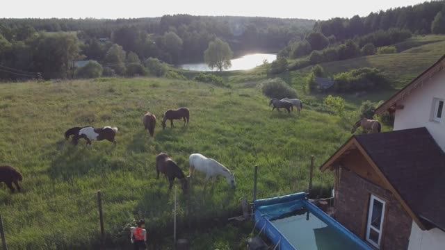 Самарские альпийские луга и кони.