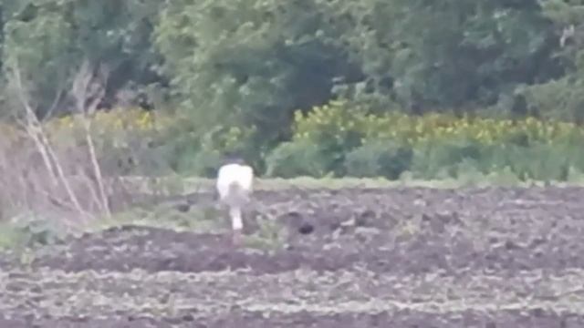 Аисты в поле