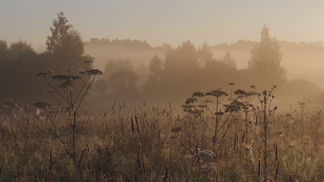 "Травоядные и хищники"
6 серия - Очарование живой природы