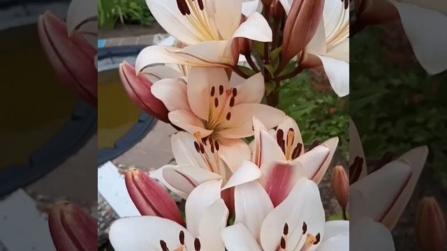 ЦВЕТЁТ НЕЖНАЯ И ЭЛЕГАНТНАЯ ЛИЛИЯ В МОЁМ САДУ В ПОДМОСКОВЬЕ. НАЗВАНИЯ НЕ ЗНАЮ.