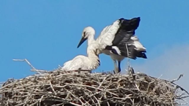 Аист Белый аист (Ciconia ciconia)