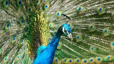 самое красивое животное в мире