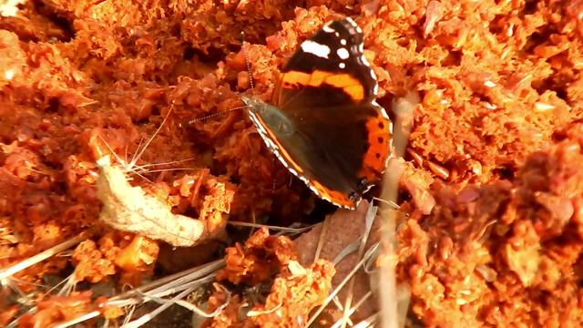 Бабочки Адмирал