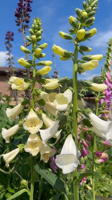 Цветы в цвете сливочного масла