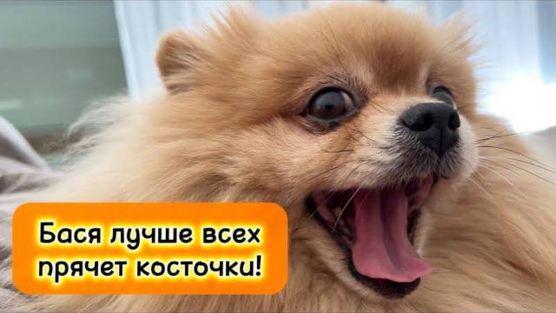 Бася лучше всех прячет косточки!