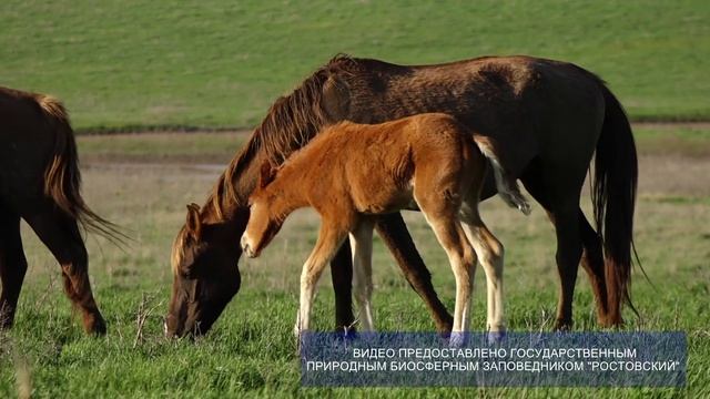 Орловский район