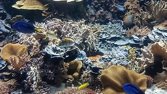 Москвариум