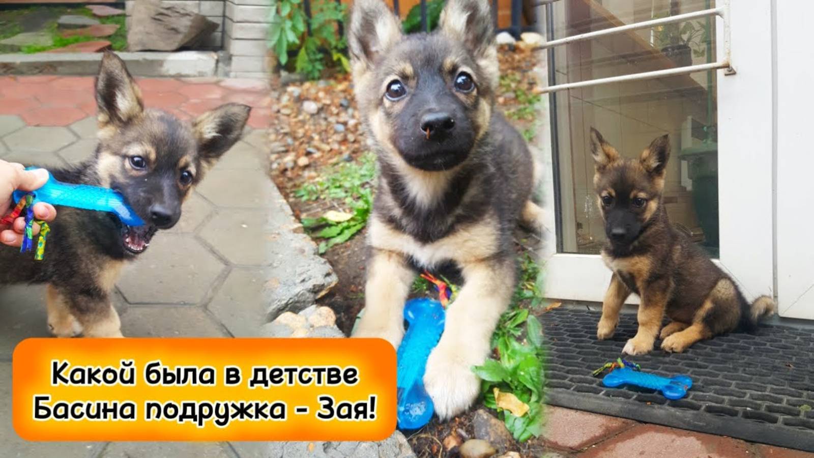 Какой была в детстве Басина подружка - Зая!