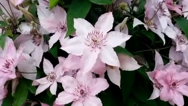 ЦВЕТЁТ КЛЕМАТИС HAGLEY HYBRID НА МОЕЙ ДАЧЕ В ПОДМОСКОВЬЕ.