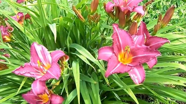 ЛИЛЕЙНИК НА МОЕЙ ДАЧЕ В ПОДМОСКОВЬЕ.