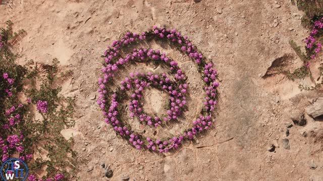 New Dawn: Нас извлекут из-под обломков!